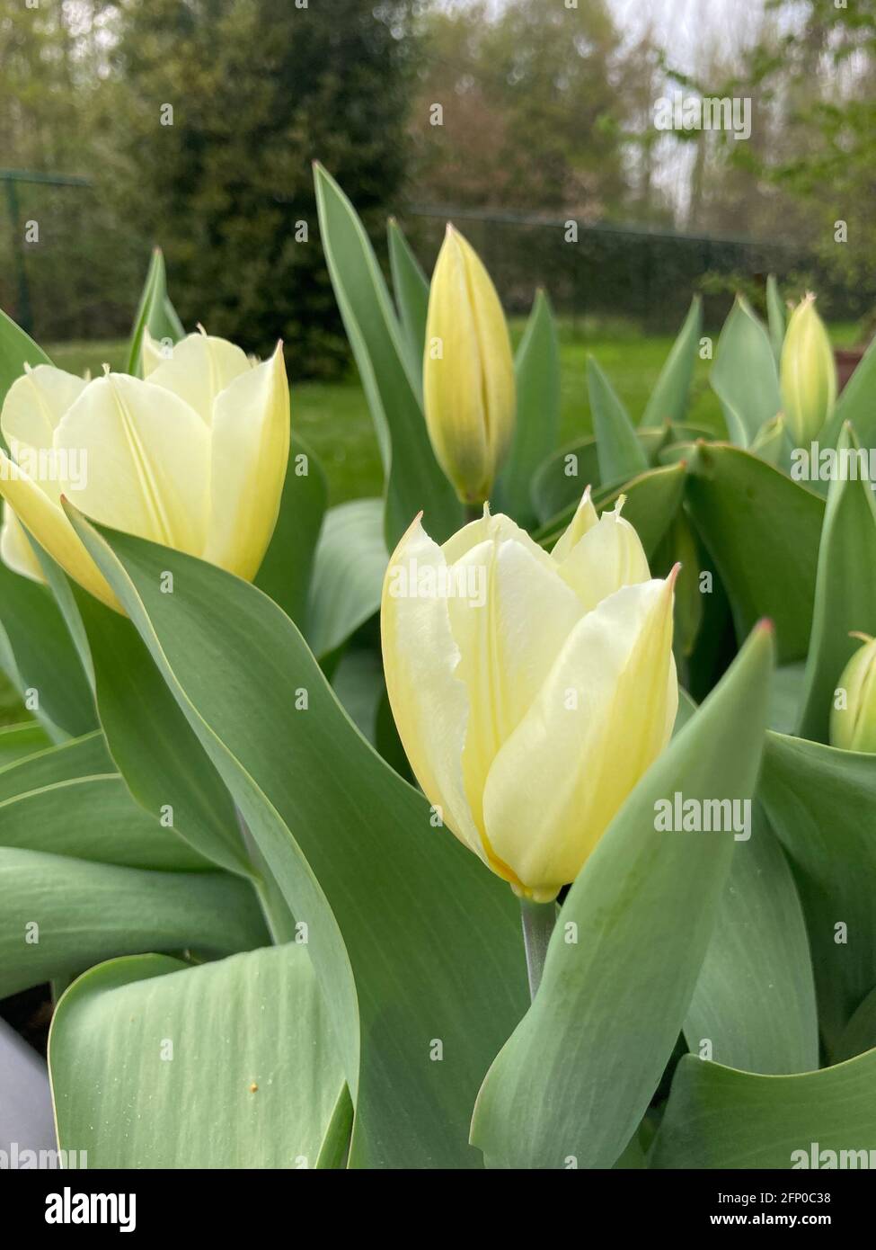 Pale yellow wallpaper hi-res stock photography and images - Alamy