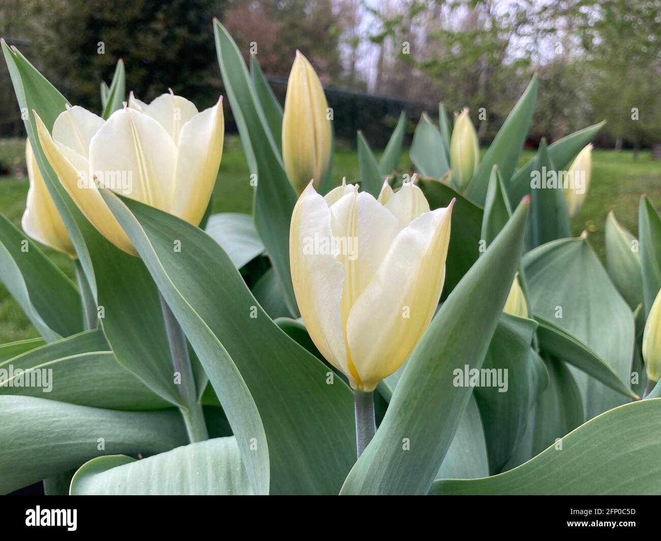 Pale yellow wallpaper hi-res stock photography and images - Alamy