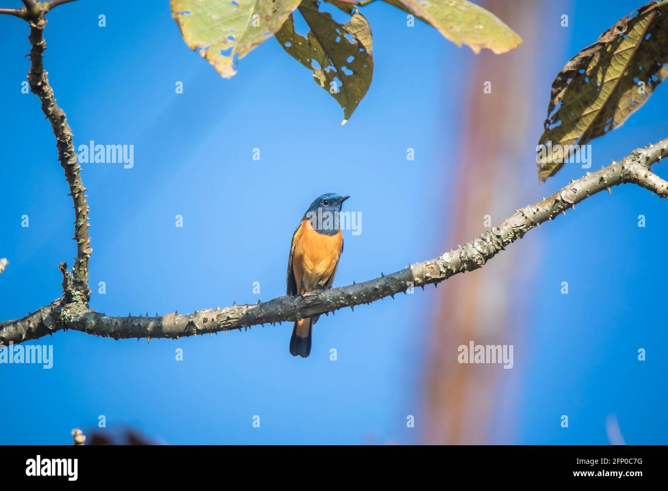 Blue-fronted Redstart, Phoenicurus frontalis, Pangolekha Wildlife ...