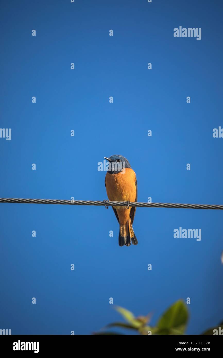 Blue-fronted Redstart, Phoenicurus frontalis, Pangolekha Wildlife ...