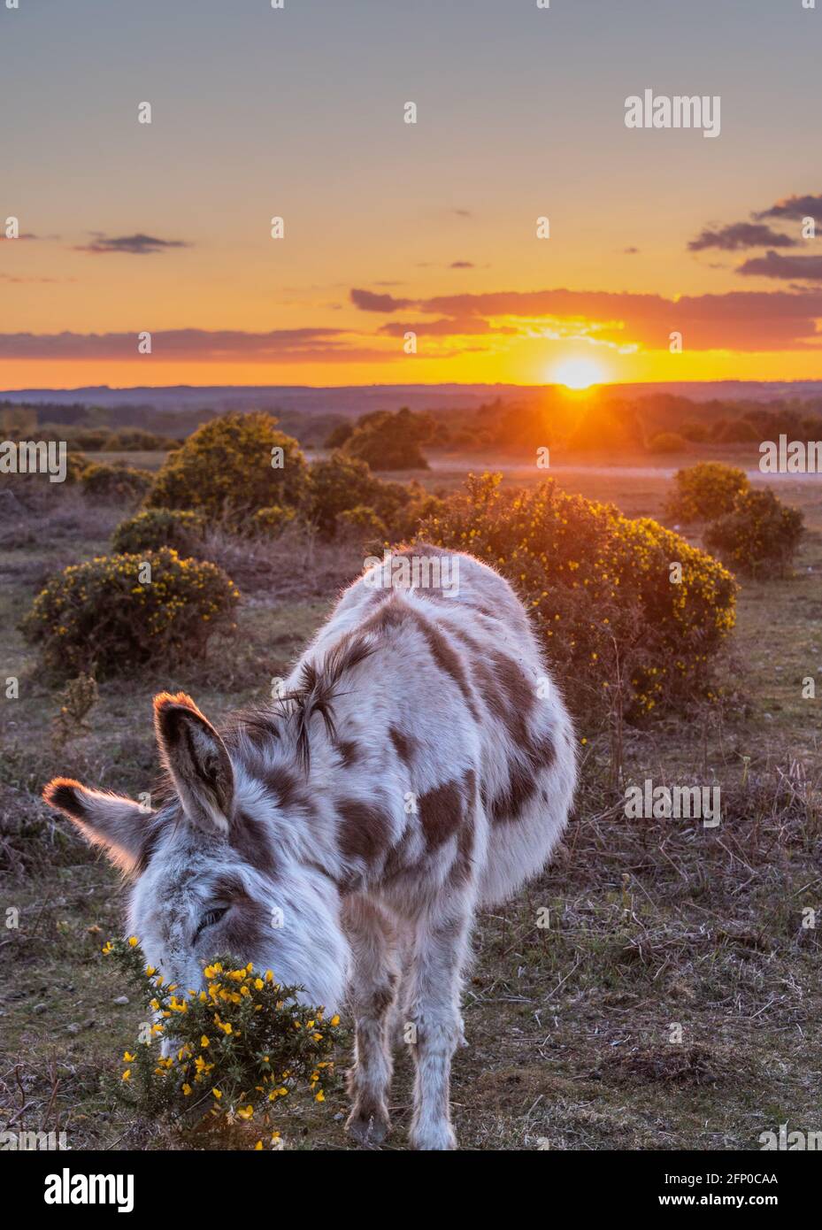 New Forest donkey eating gorse at sunset Stock Photo - Alamy