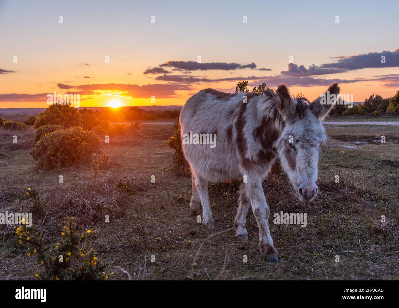 New Forest sunset donkey Stock Photo - Alamy