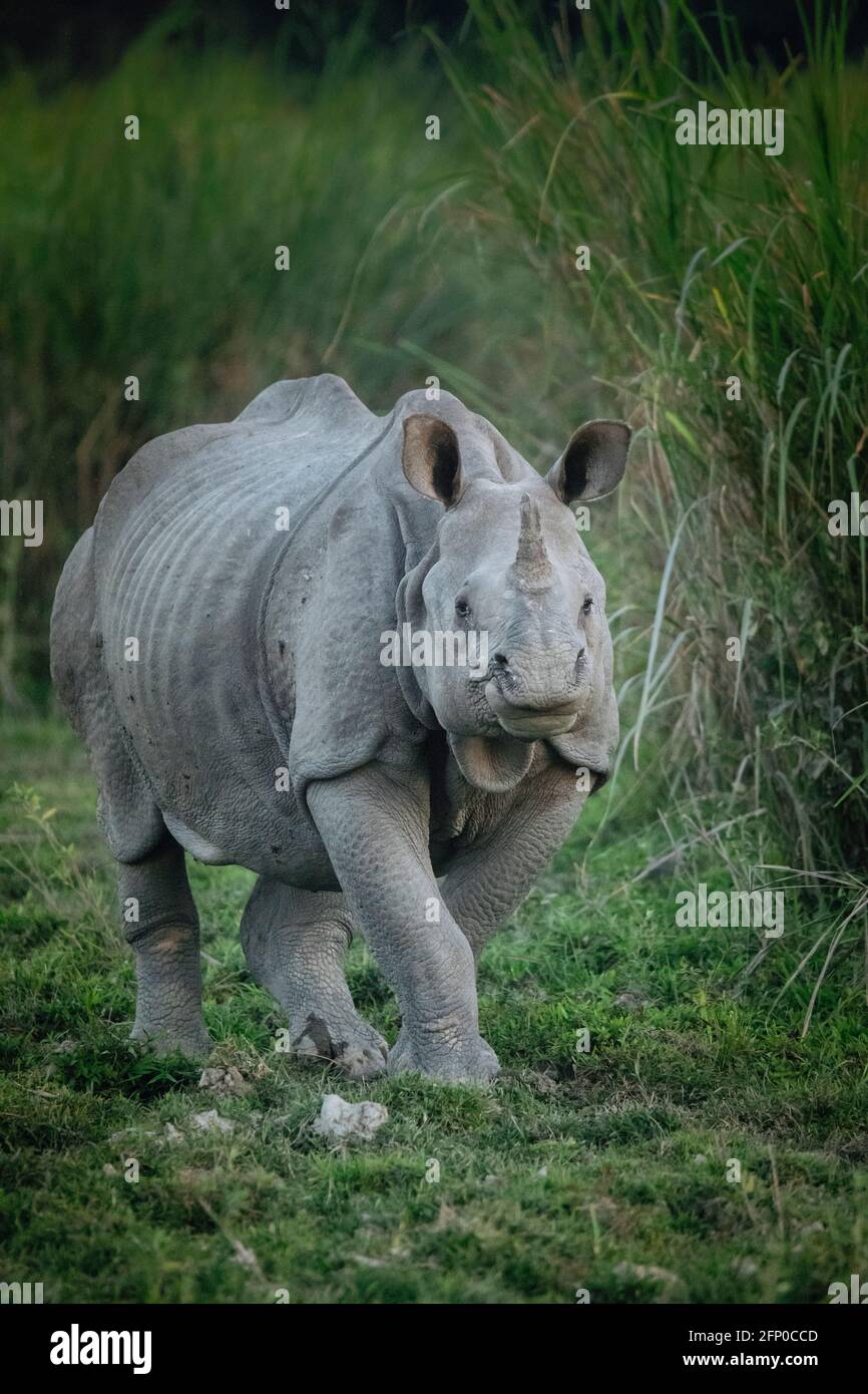 Indian One Horned Rhinoceros near water, Kaziranga Tiger Reserve, Assam ...