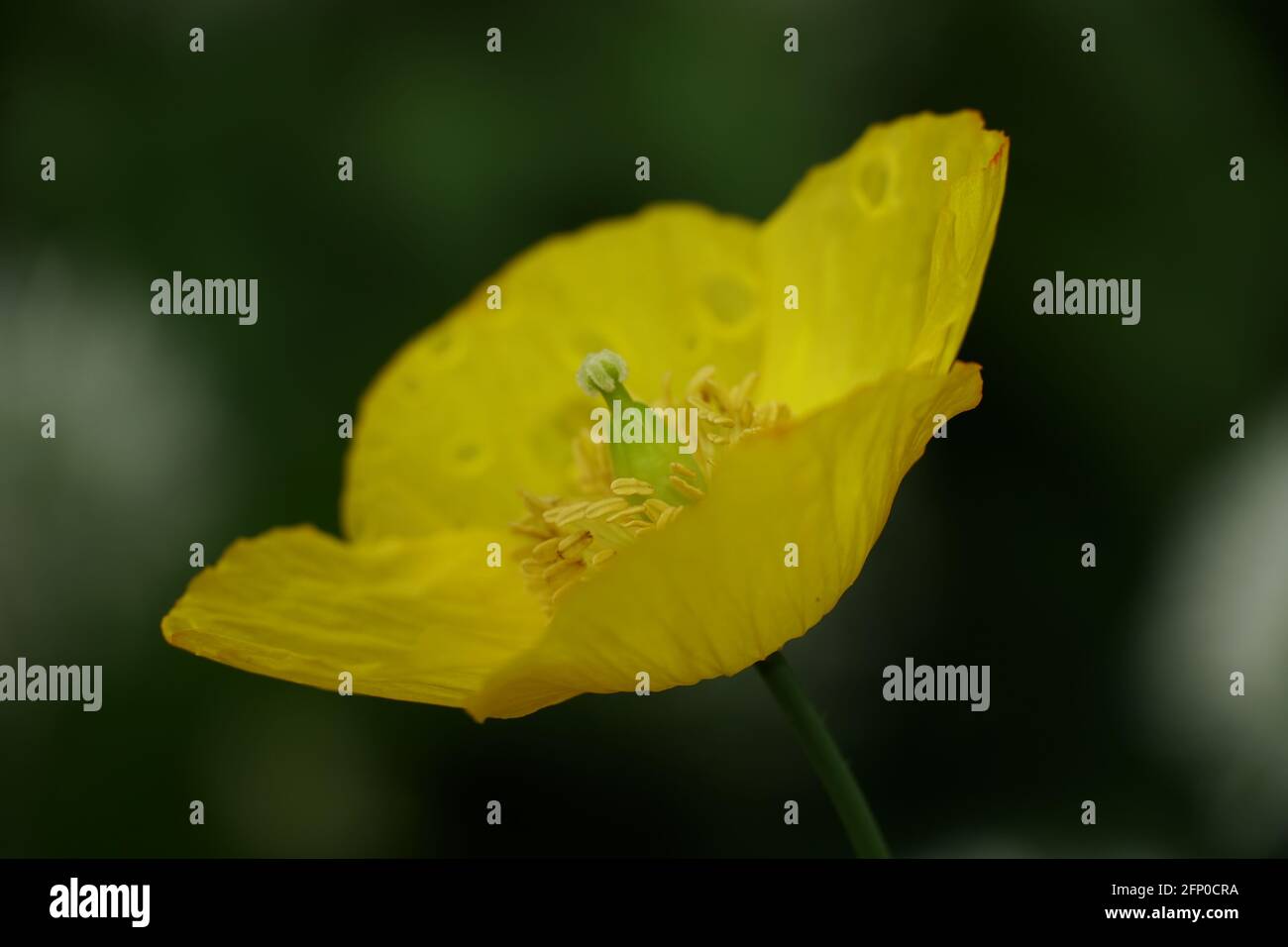 Side view of a Welsh poppy yellow blossom with raindrops on the surface ...