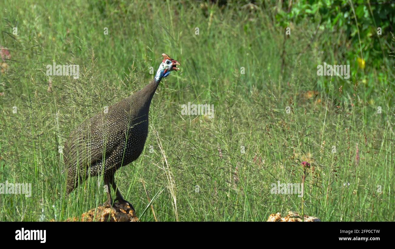 The morning call hi-res stock photography and images - Alamy