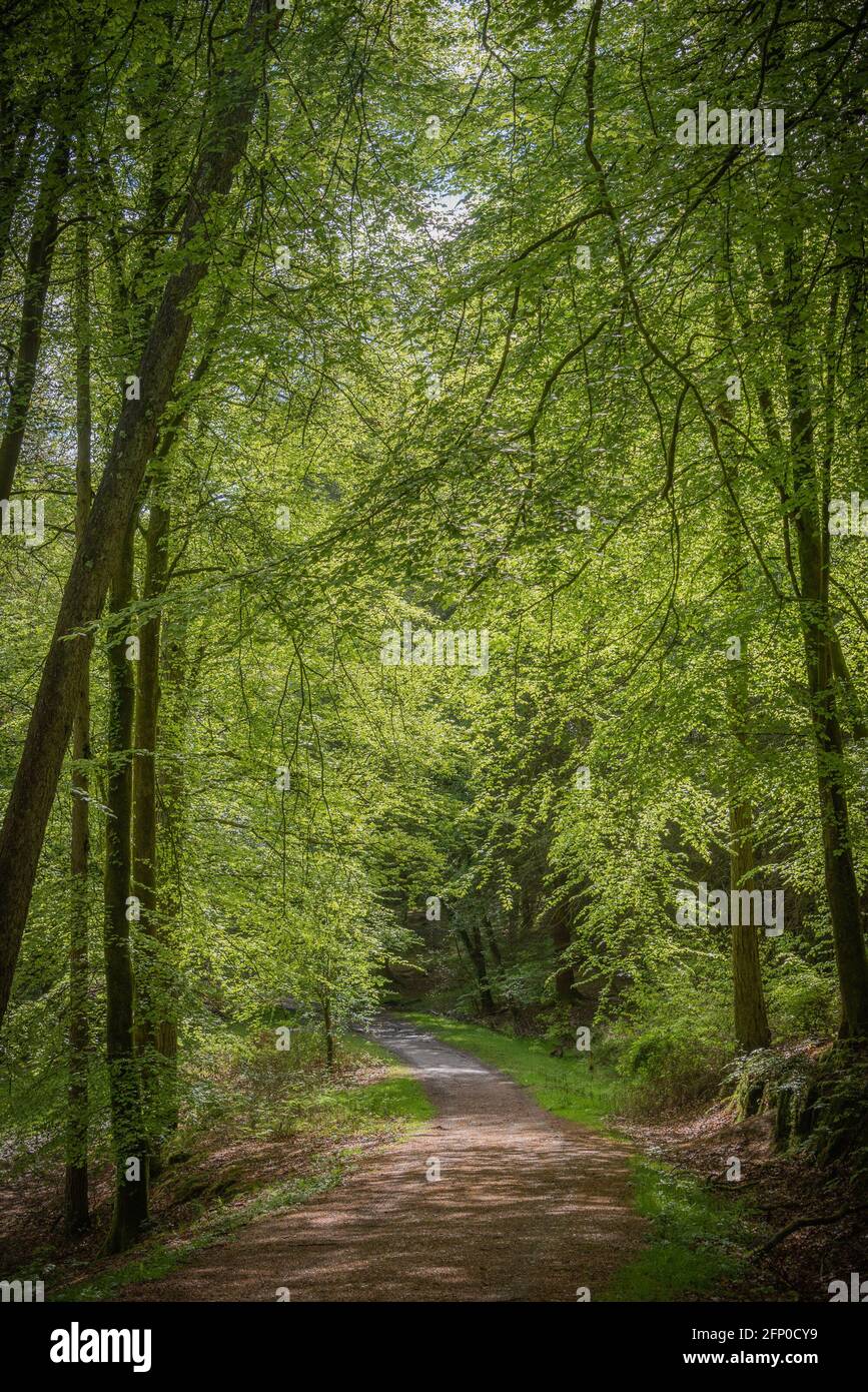New Forest beech tree pathway Stock Photo - Alamy