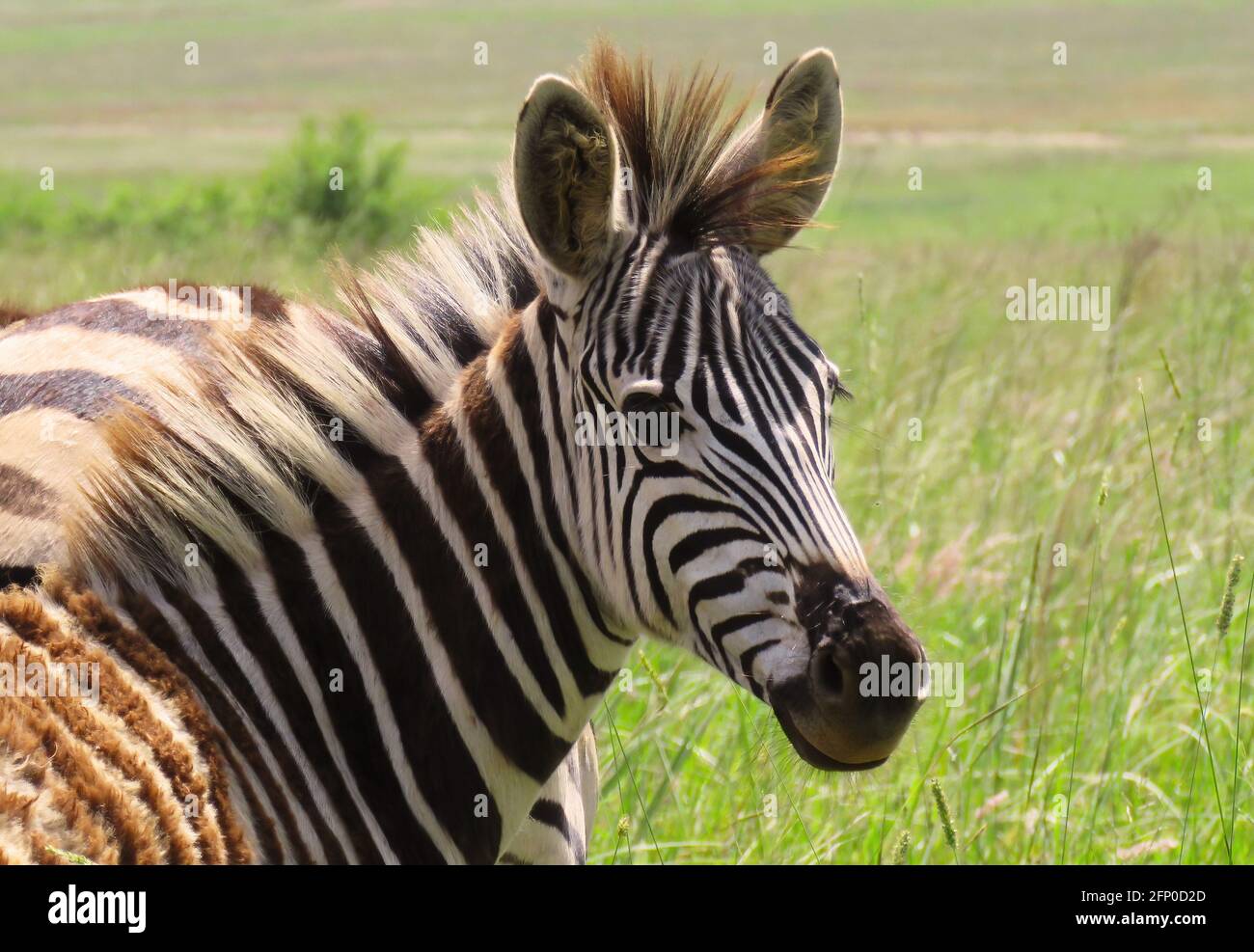 Curious zebra foal Stock Photo - Alamy