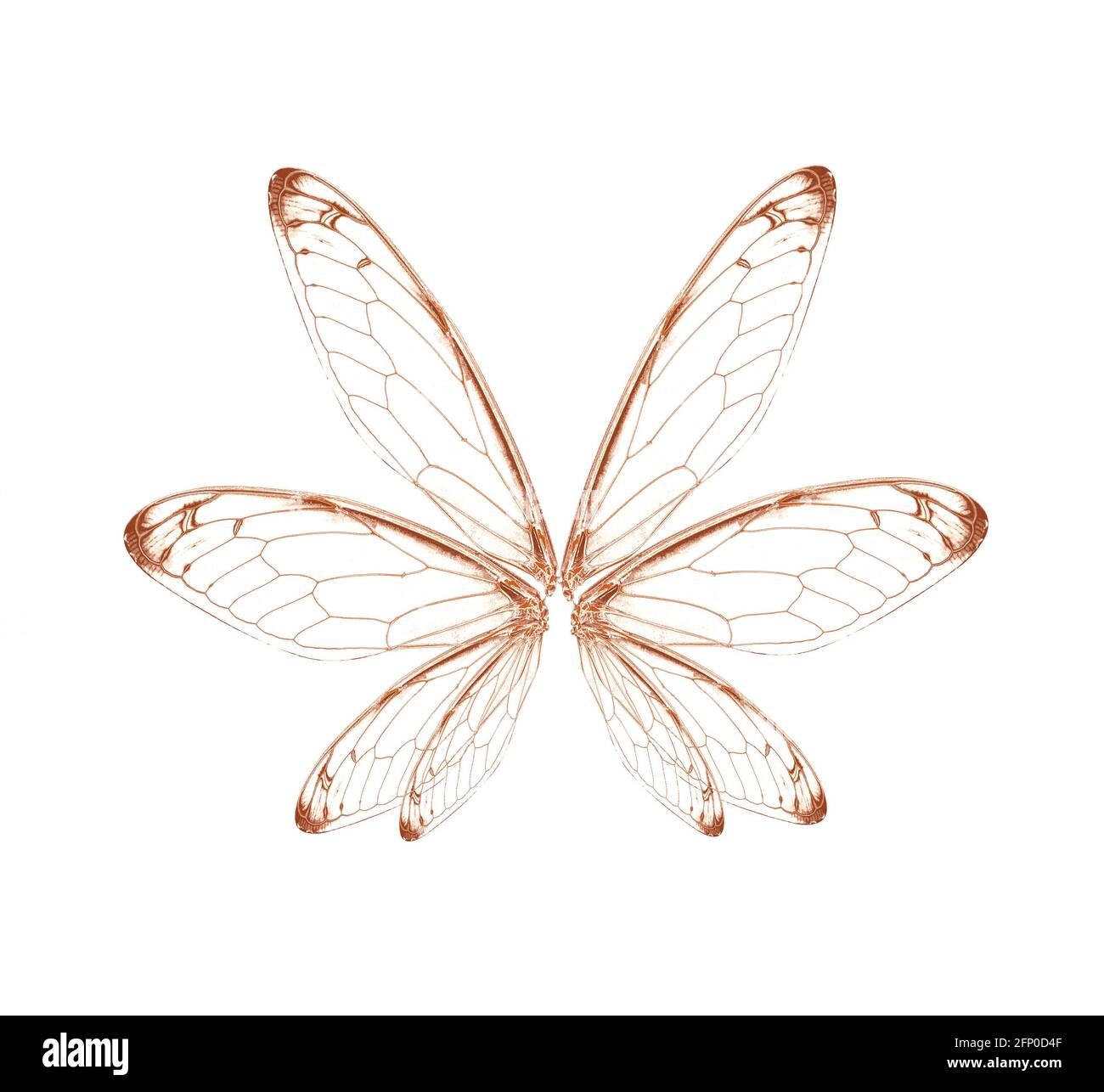 wings of Insect cicada on white bacground Stock Photo - Alamy
