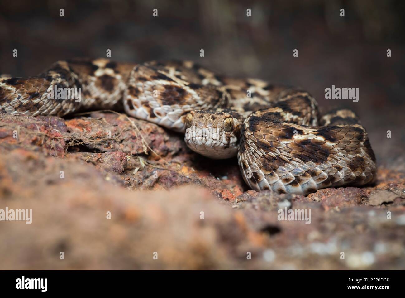 Saw Scaled Viper, Echis carinatus carinatus, Satara, Maharashtra, India ...