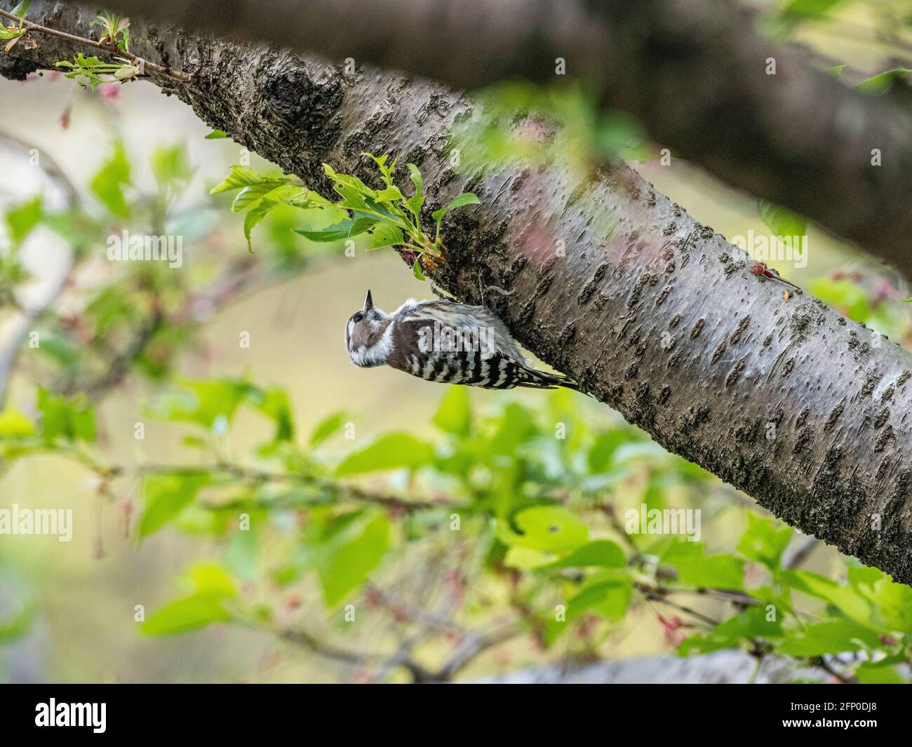 Japanese pygmy woodpecker on a tree Stock Photo - Alamy