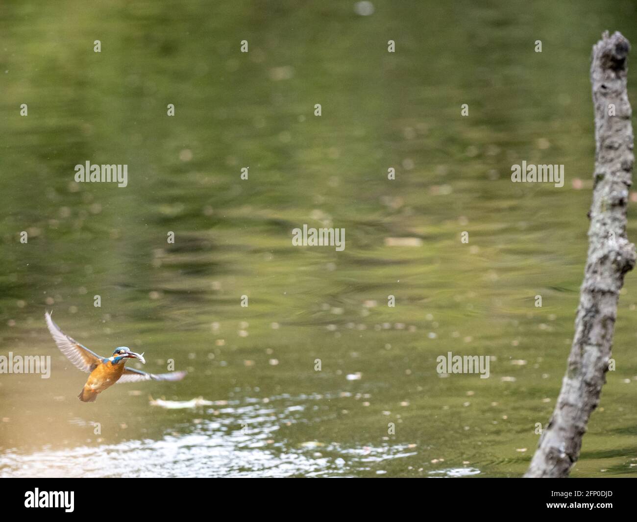 Common Kingfisher catching a fish and flying to its perch Stock Photo ...