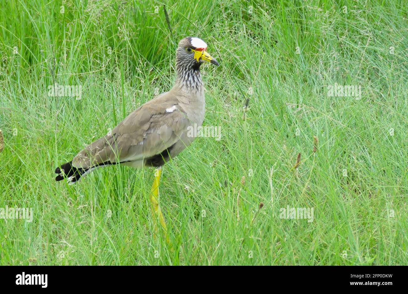 African wattled lapwing (Vanellus senegallus Stock Photo - Alamy