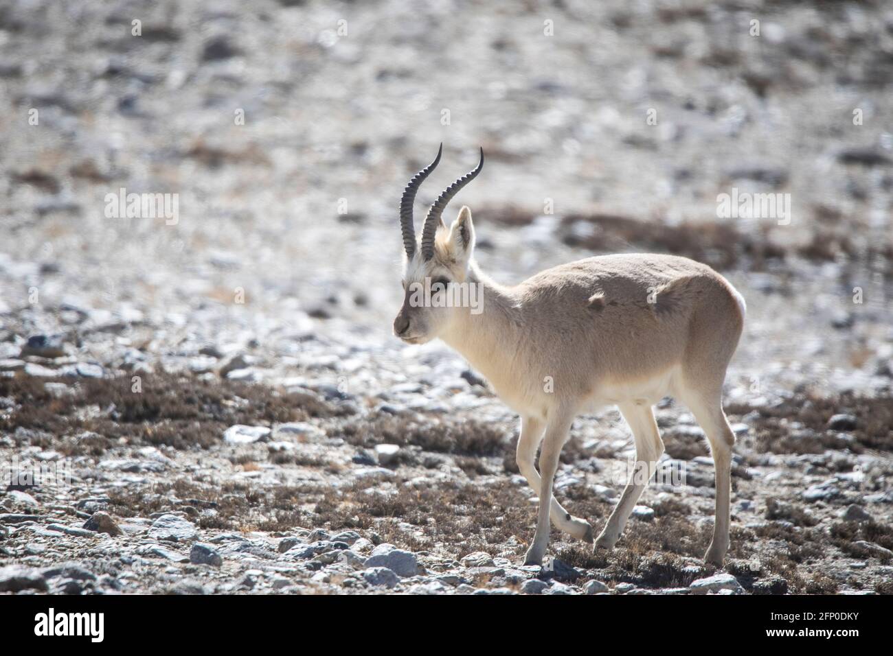 Tibetan Gazelle, Procapra picticaudata, Gurudonmar, Sikkim, India Stock ...
