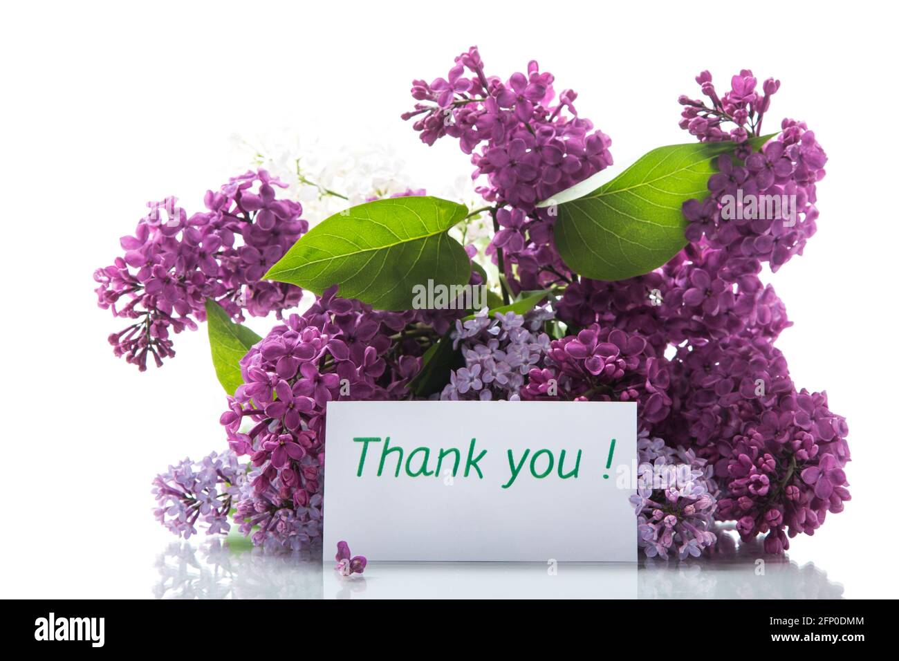 bouquet of different blooming spring lilacs on white background Stock ...