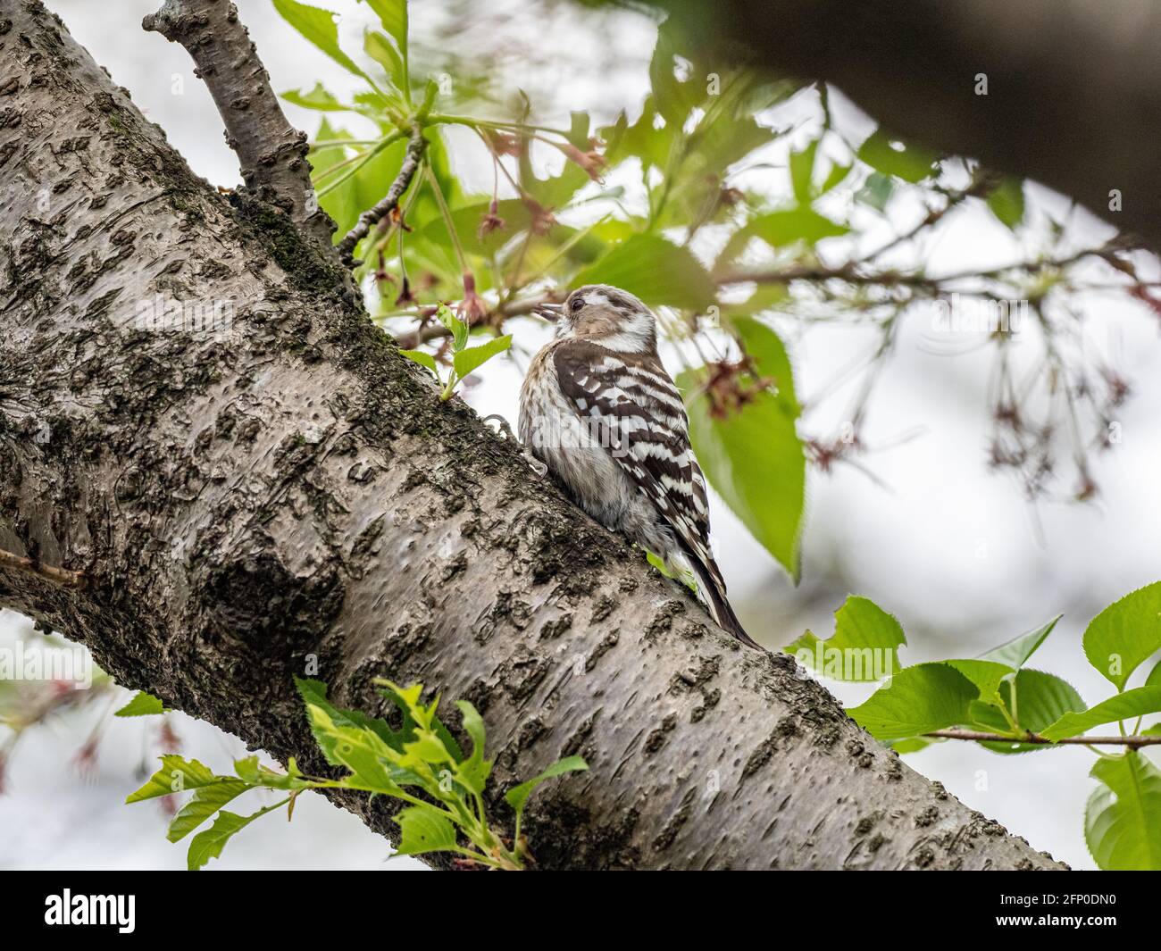 Japanese pygmy woodpecker on a tree Stock Photo - Alamy
