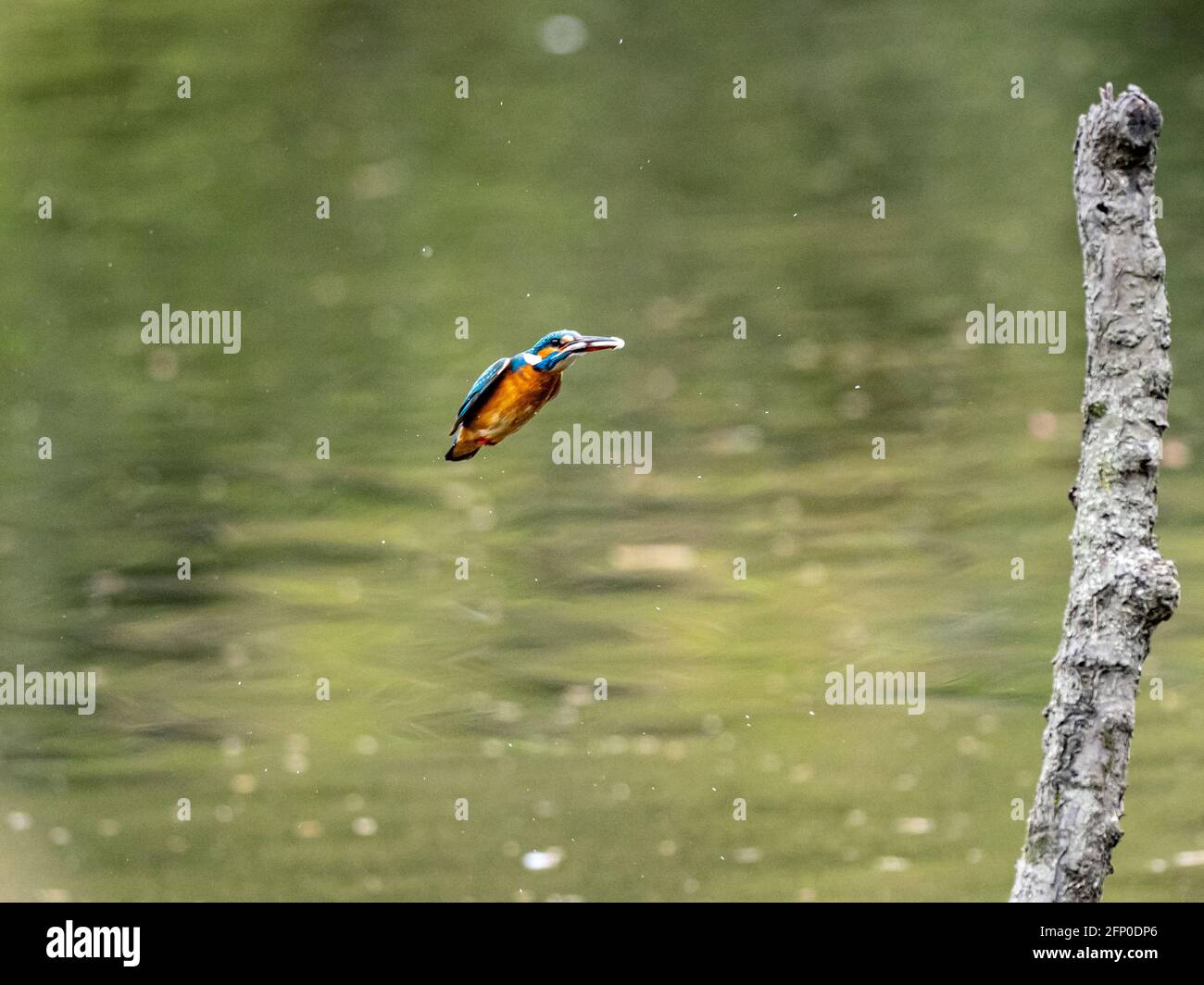 Common Kingfisher catching a fish and flying to its perch Stock Photo ...