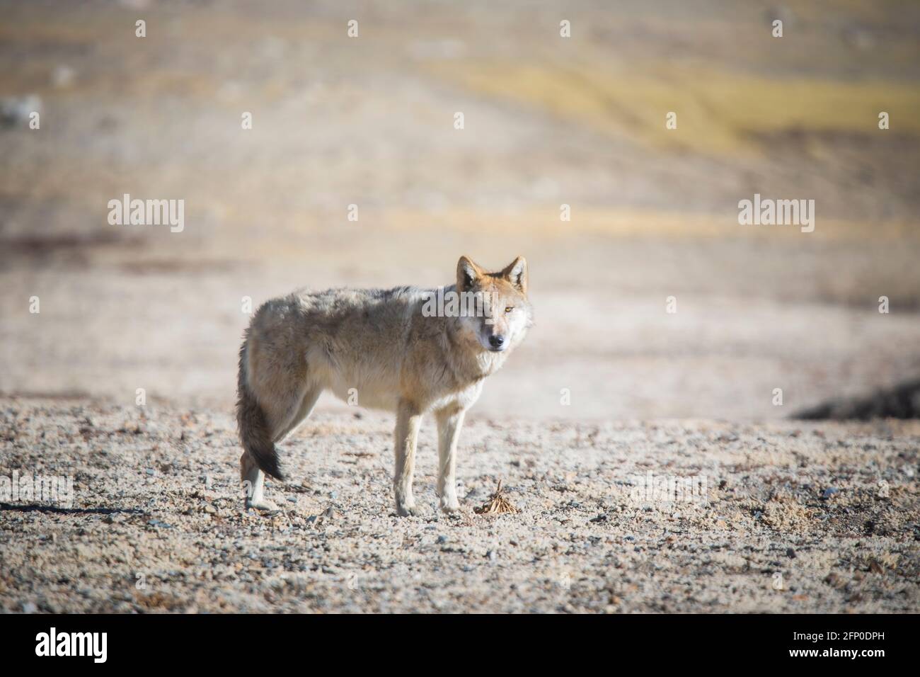 Tibetan Wolf Unraveling The Evolutionary History Of Wolves In South