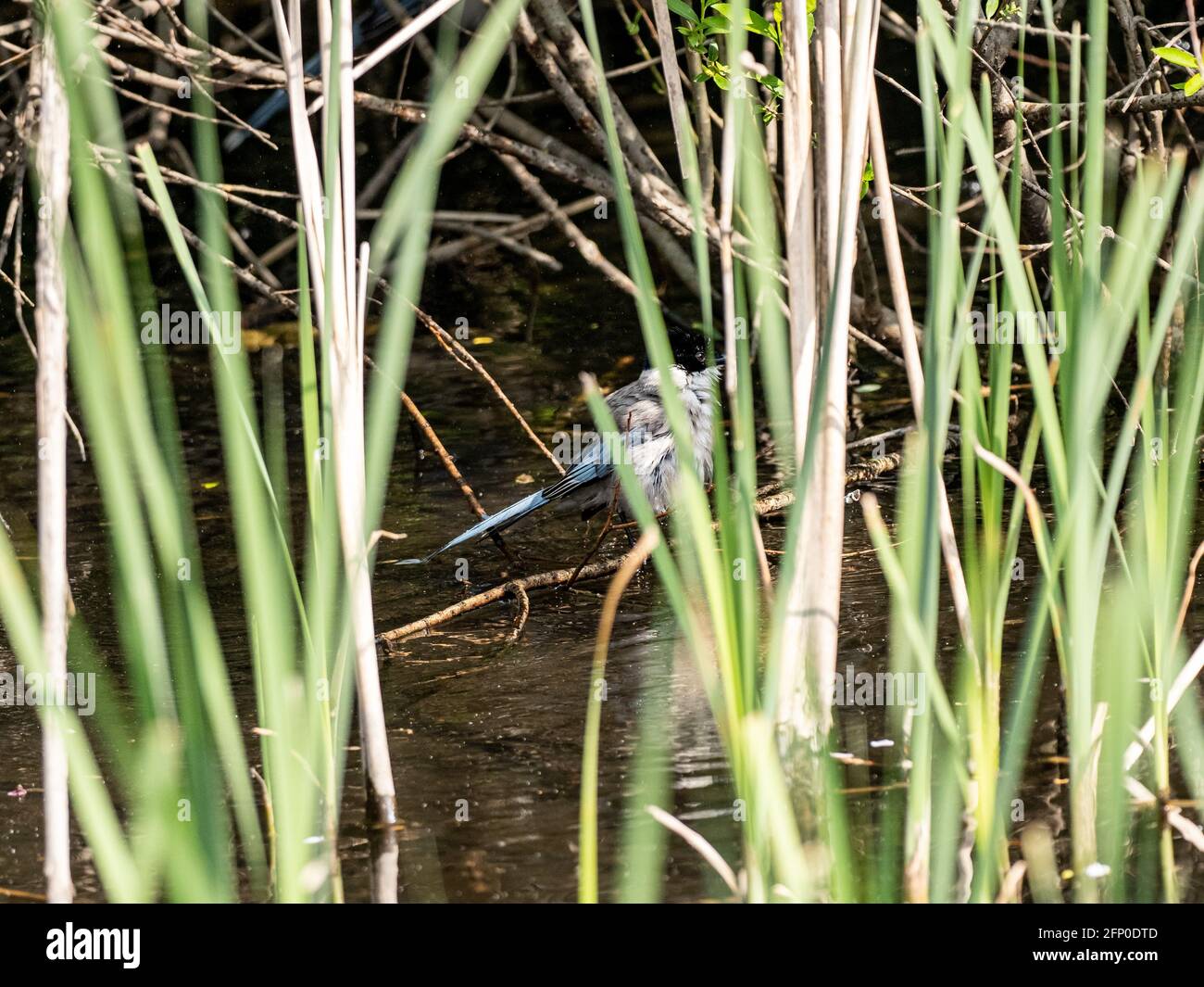 Azure-winged magpie hiding in the reeds Stock Photo - Alamy
