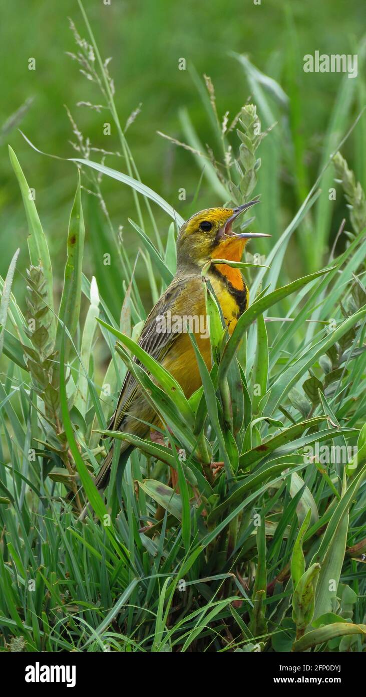 Singing Cape longclaw (Macronyx capensis Stock Photo - Alamy