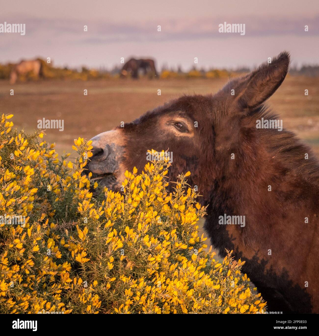 New forest donkey hi-res stock photography and images - Alamy