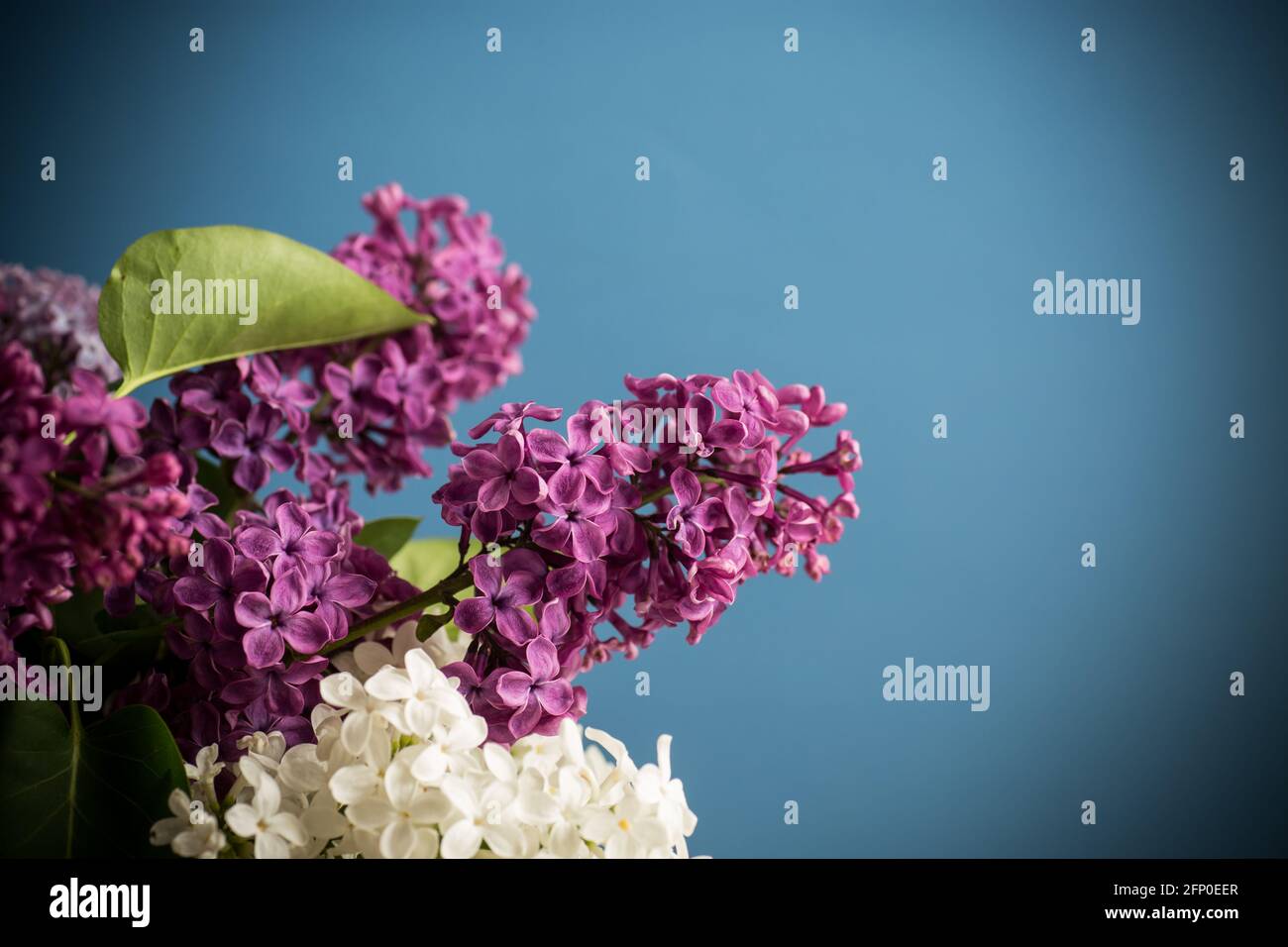 bouquet of different blooming spring lilacs on white background Stock ...
