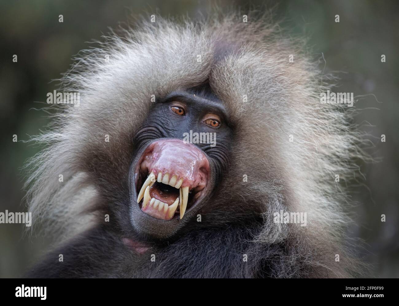 The geladas have four-inch long incisors. As herbivores, these are ...