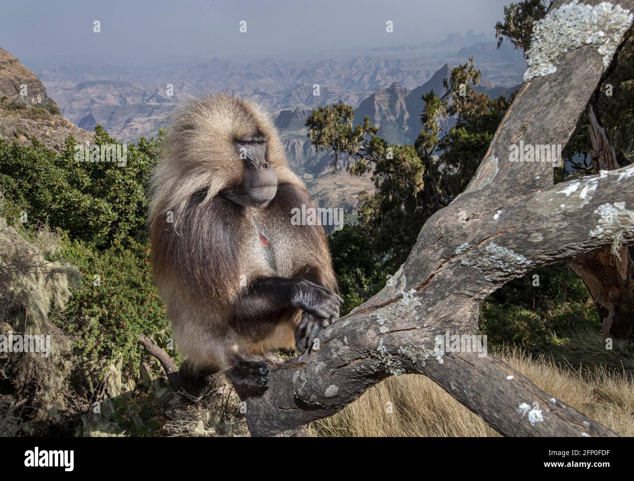 The spread of agriculture is damaging the habitats of gelada monkeys ...