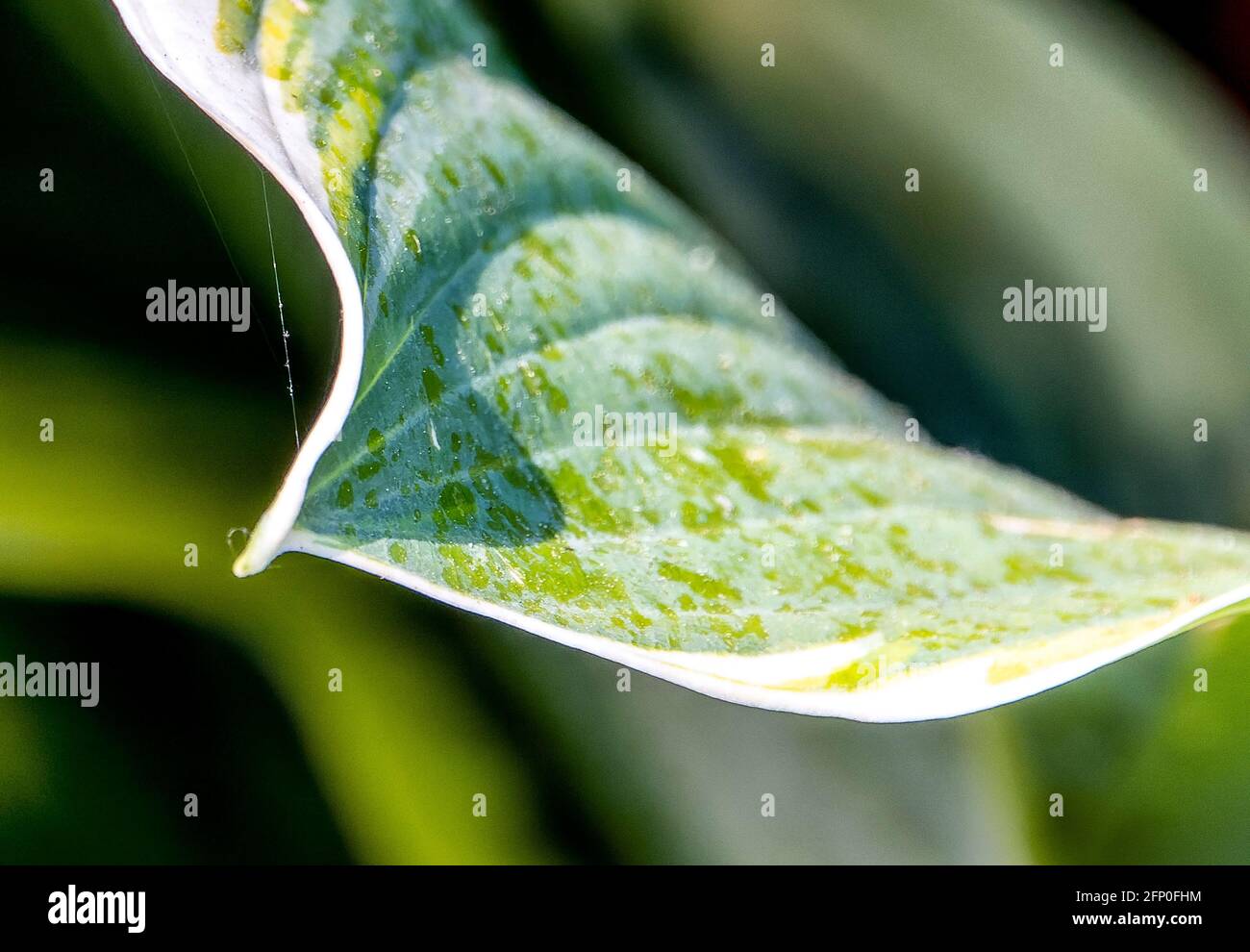 Detail. of the broad leaf of a Hostra Stock Photo - Alamy