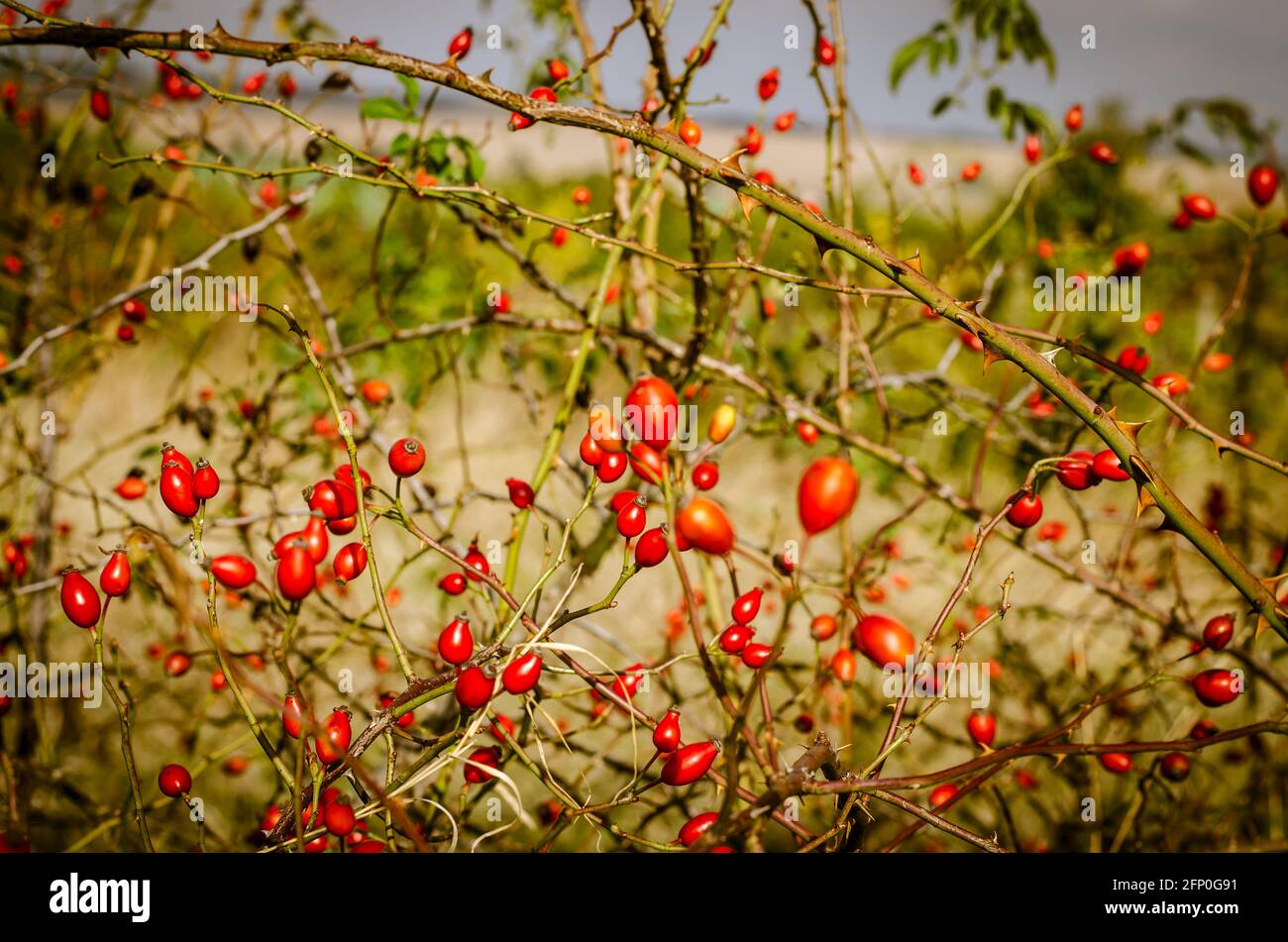 Red briar berry fruits hi-res stock photography and images - Alamy