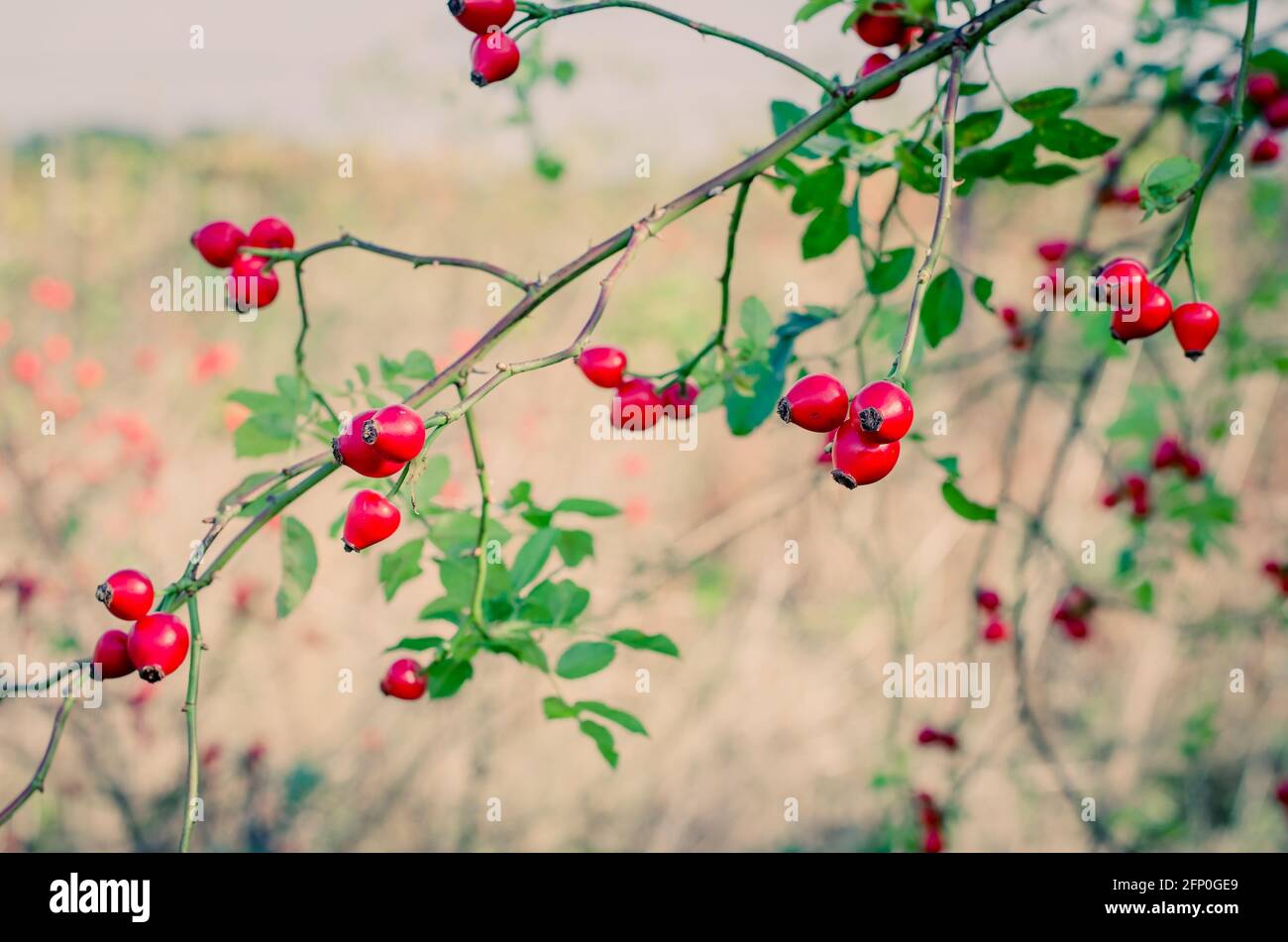 healthy red briar in the meadow Stock Photo - Alamy