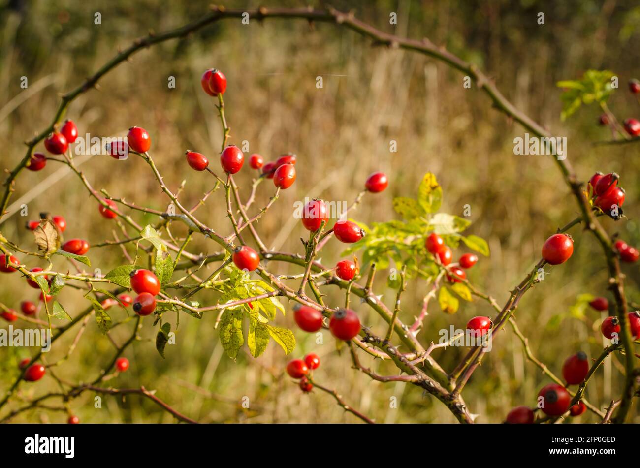 red briar berry fruits in autumn nature Stock Photo - Alamy