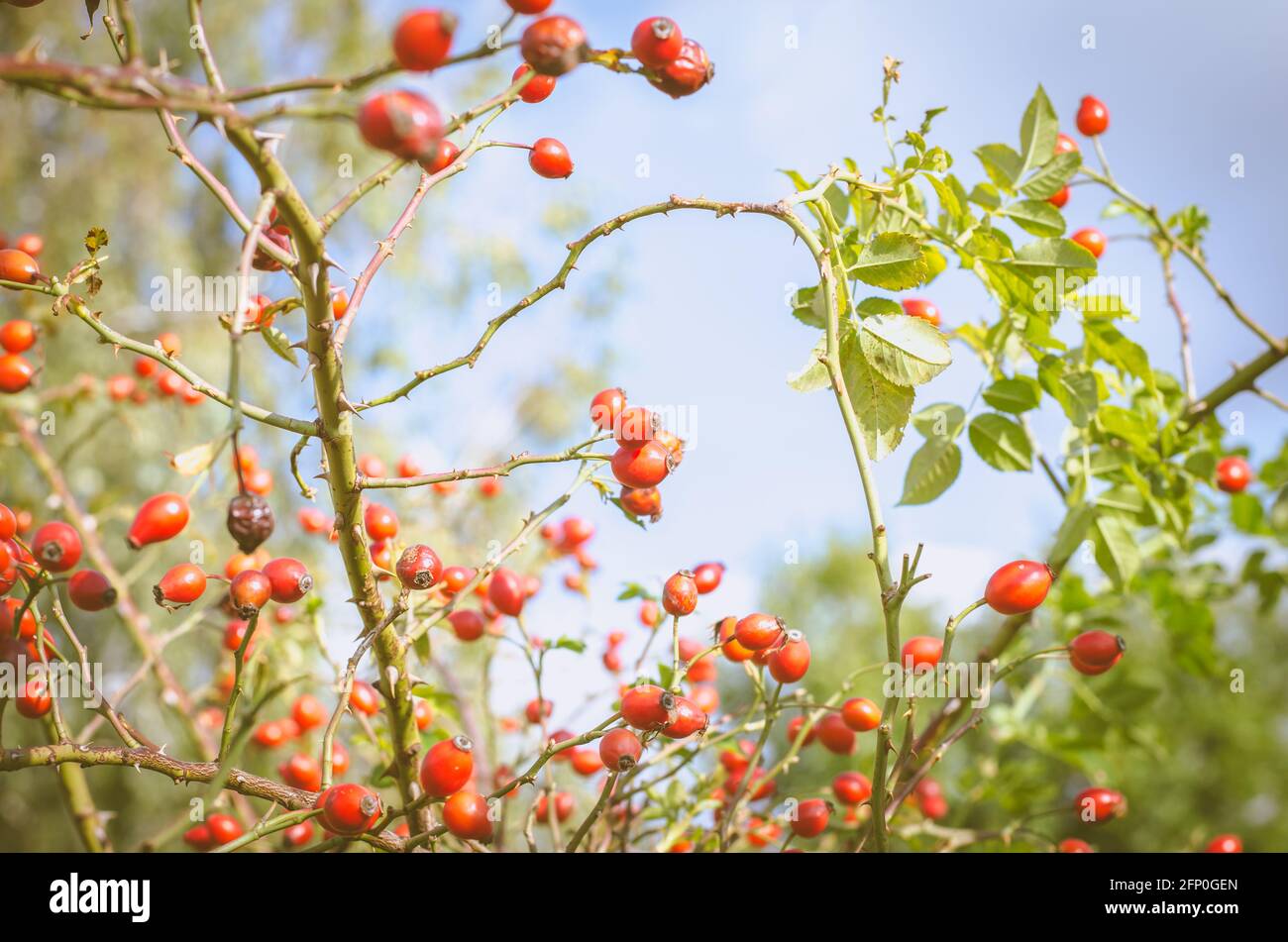 red briar berry fruits in autumn nature Stock Photo - Alamy