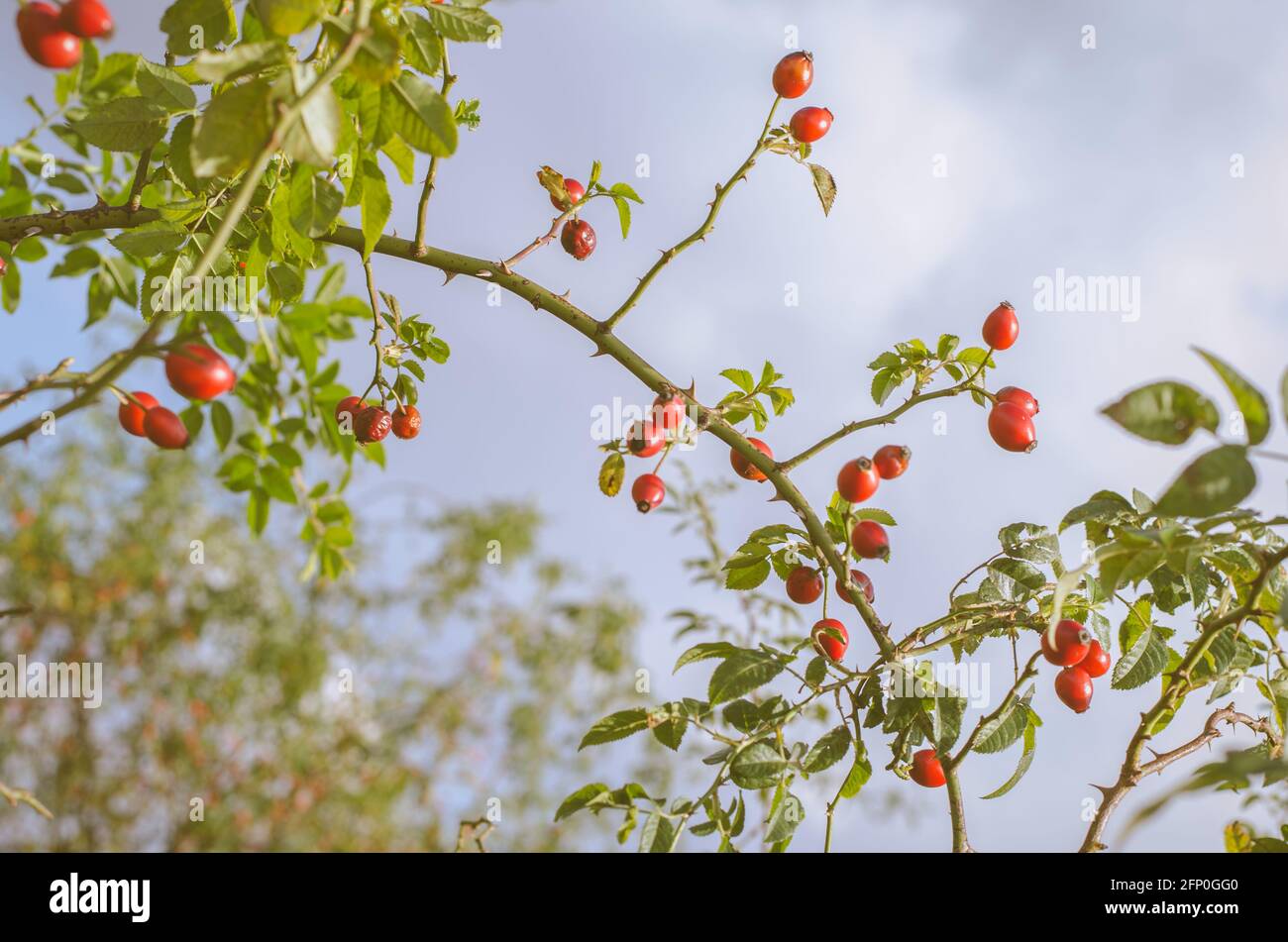 healthy red briar in the meadow Stock Photo - Alamy