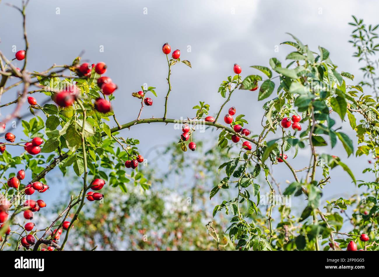 Red briar berry fruits hi-res stock photography and images - Alamy