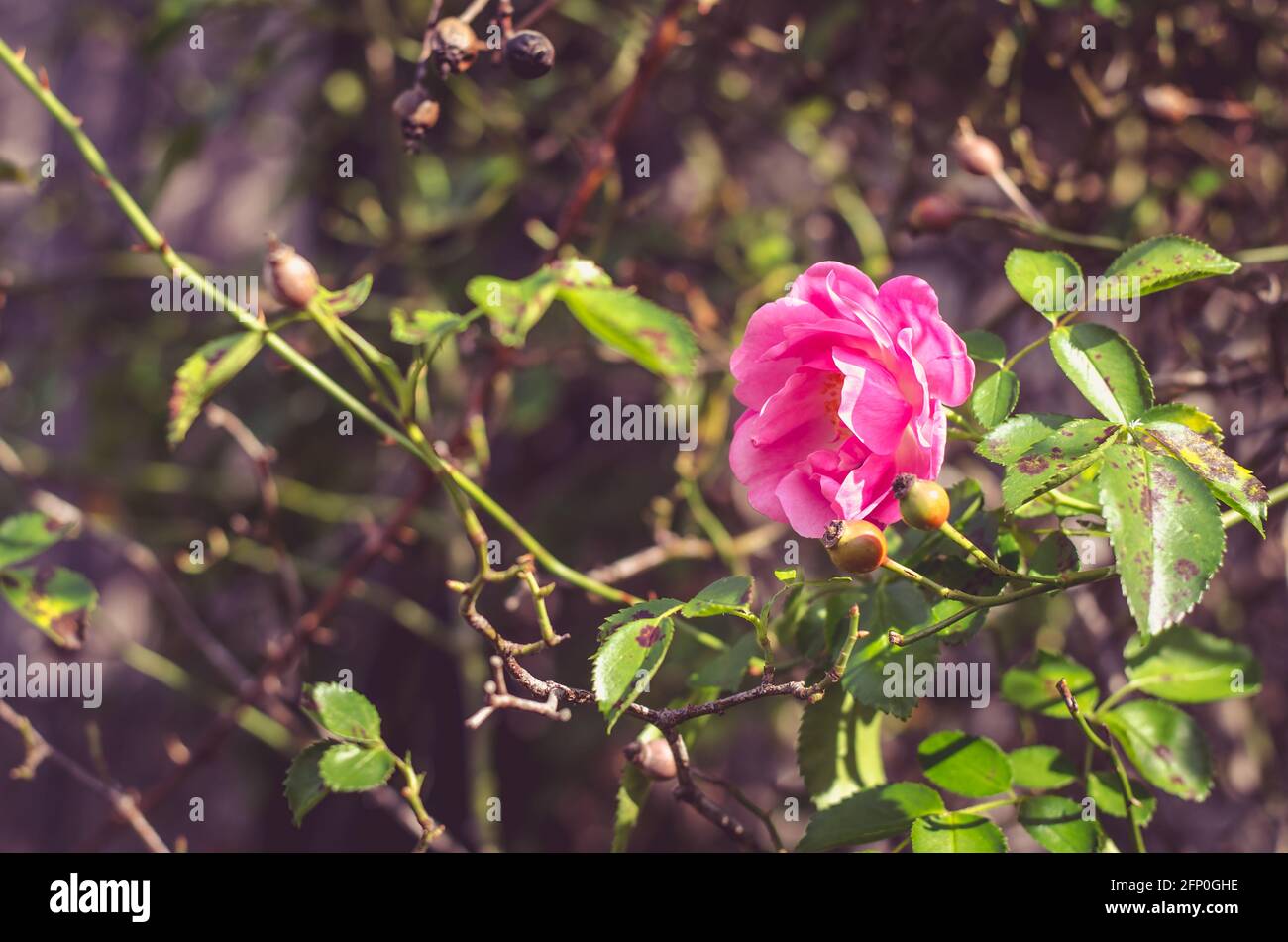 Rose hip in green hi-res stock photography and images - Alamy