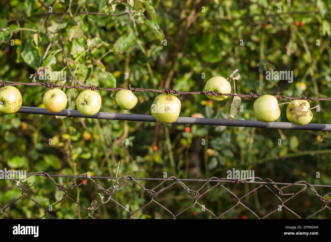 green apples in a row Stock Photo - Alamy