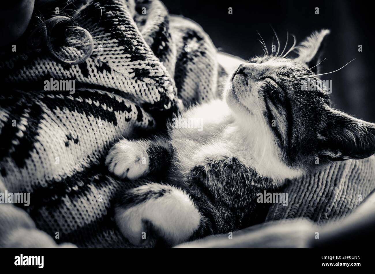 Lovely cat sleeping in hi-res stock photography and images - Alamy