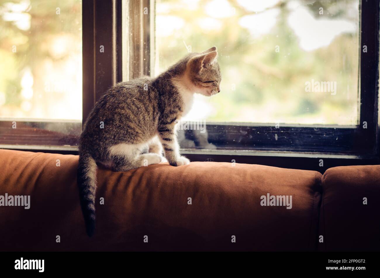 little lovely cat looking through window Stock Photo - Alamy