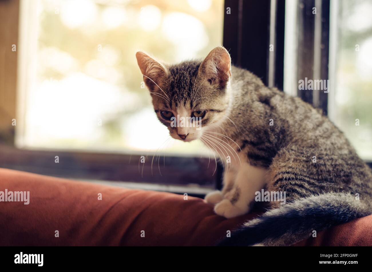 little lovely cat animal behind the window Stock Photo - Alamy