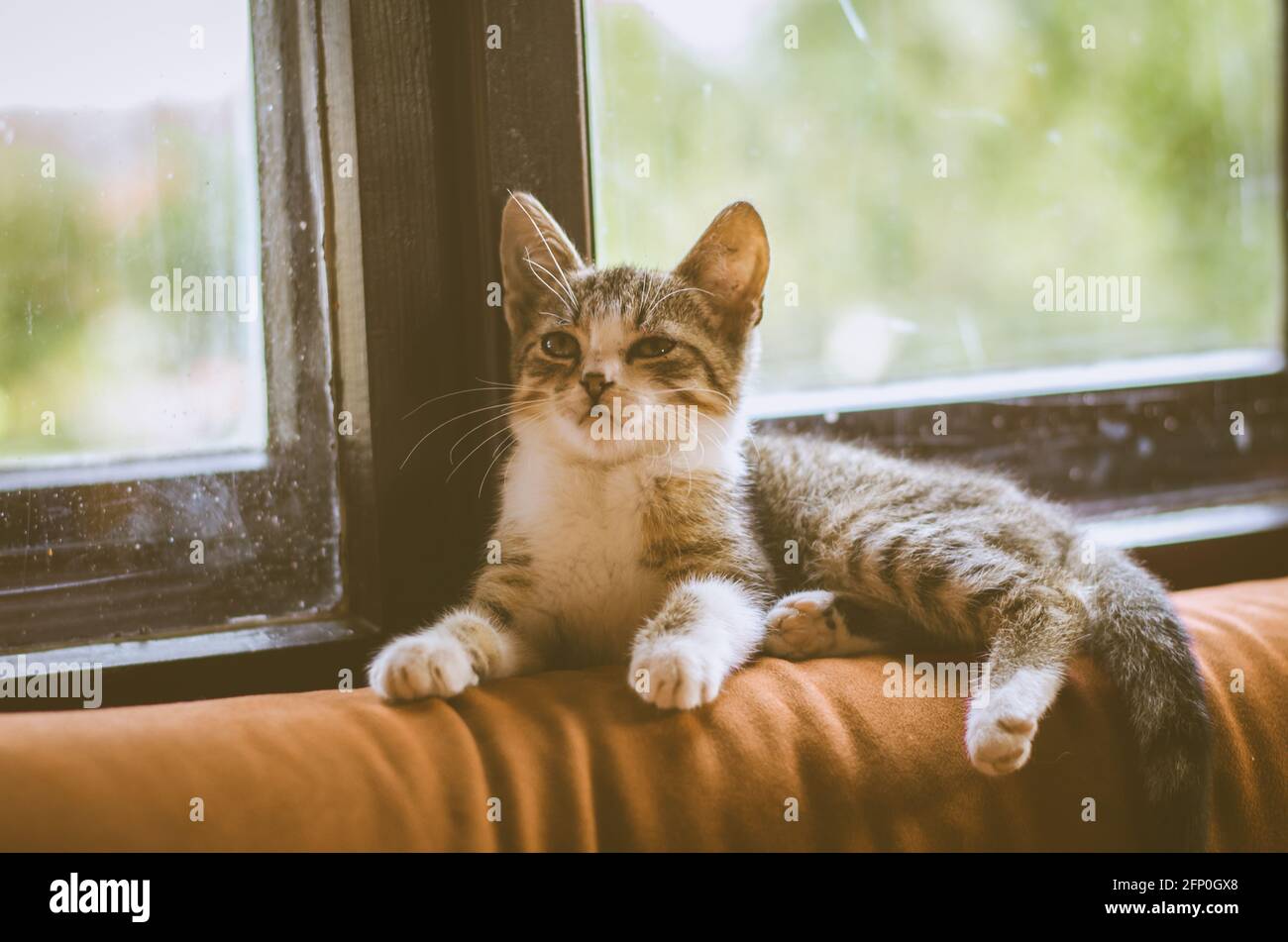 little sad cat lying behind window Stock Photo - Alamy