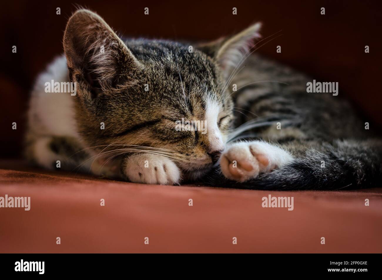 Lovely cat sleeping in hi-res stock photography and images - Alamy