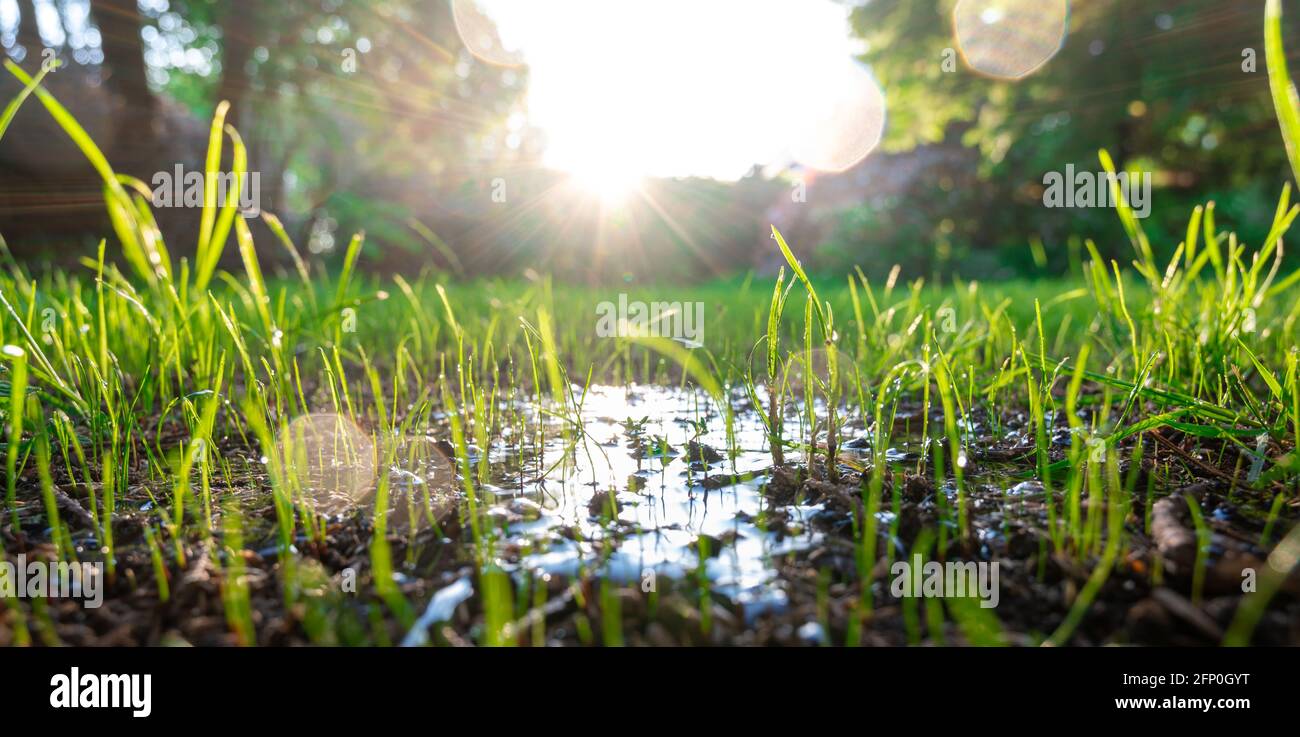 Too much water on a turf of new grass Stock Photo - Alamy