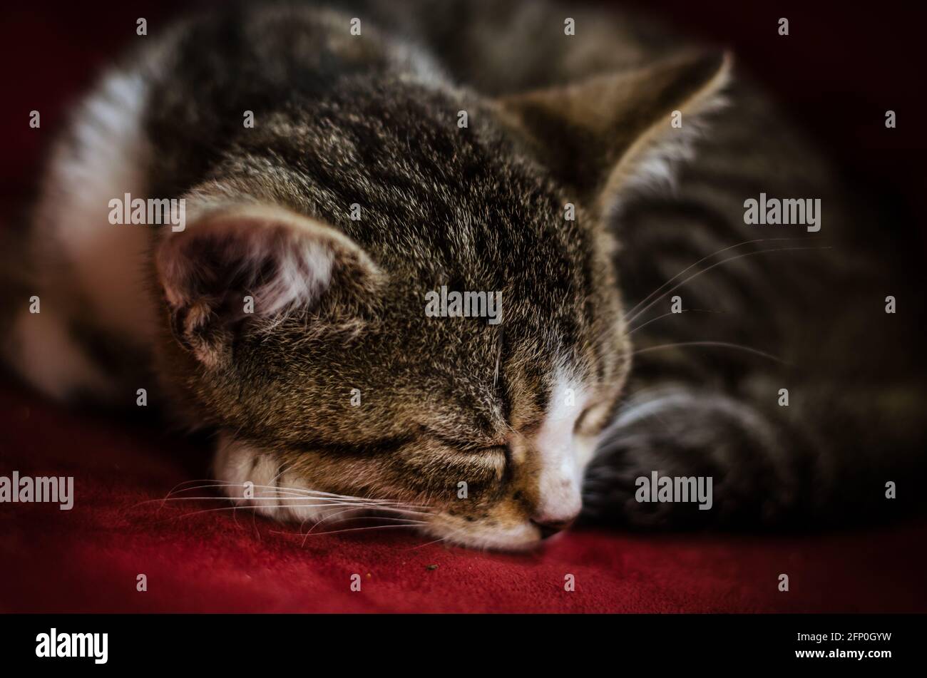 Lovely cat sleeping in hi-res stock photography and images - Alamy