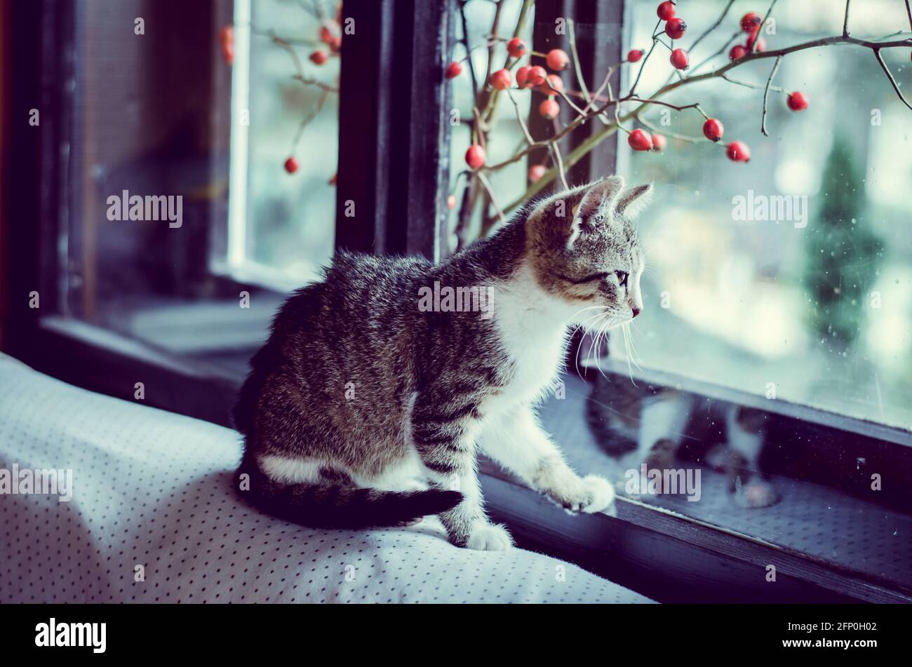 little lovely cat looking through window Stock Photo - Alamy