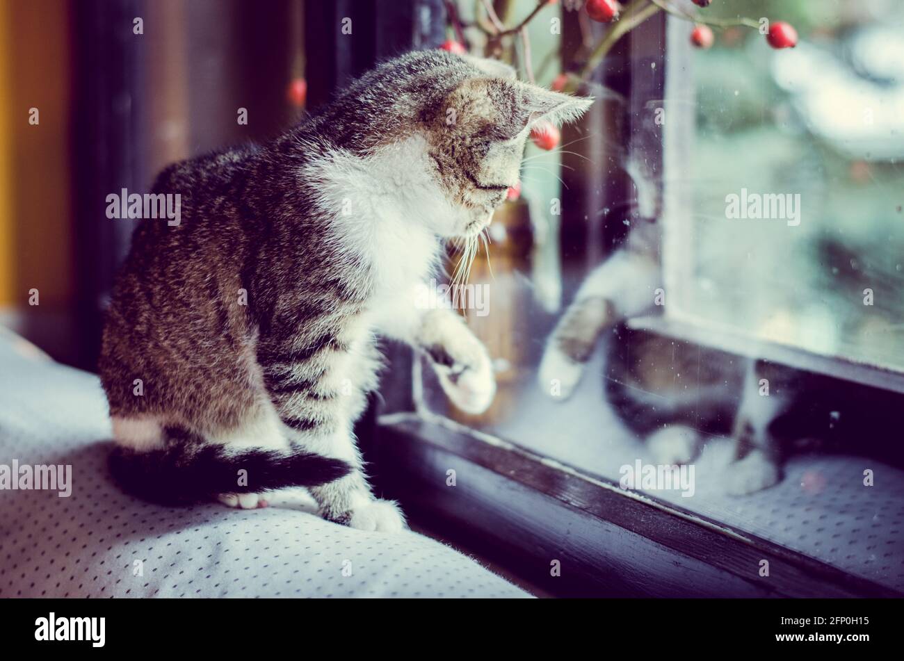 little cat waiting and playing behind window Stock Photo - Alamy