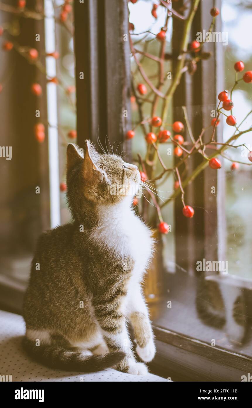 little sad cat waiting behind window Stock Photo - Alamy