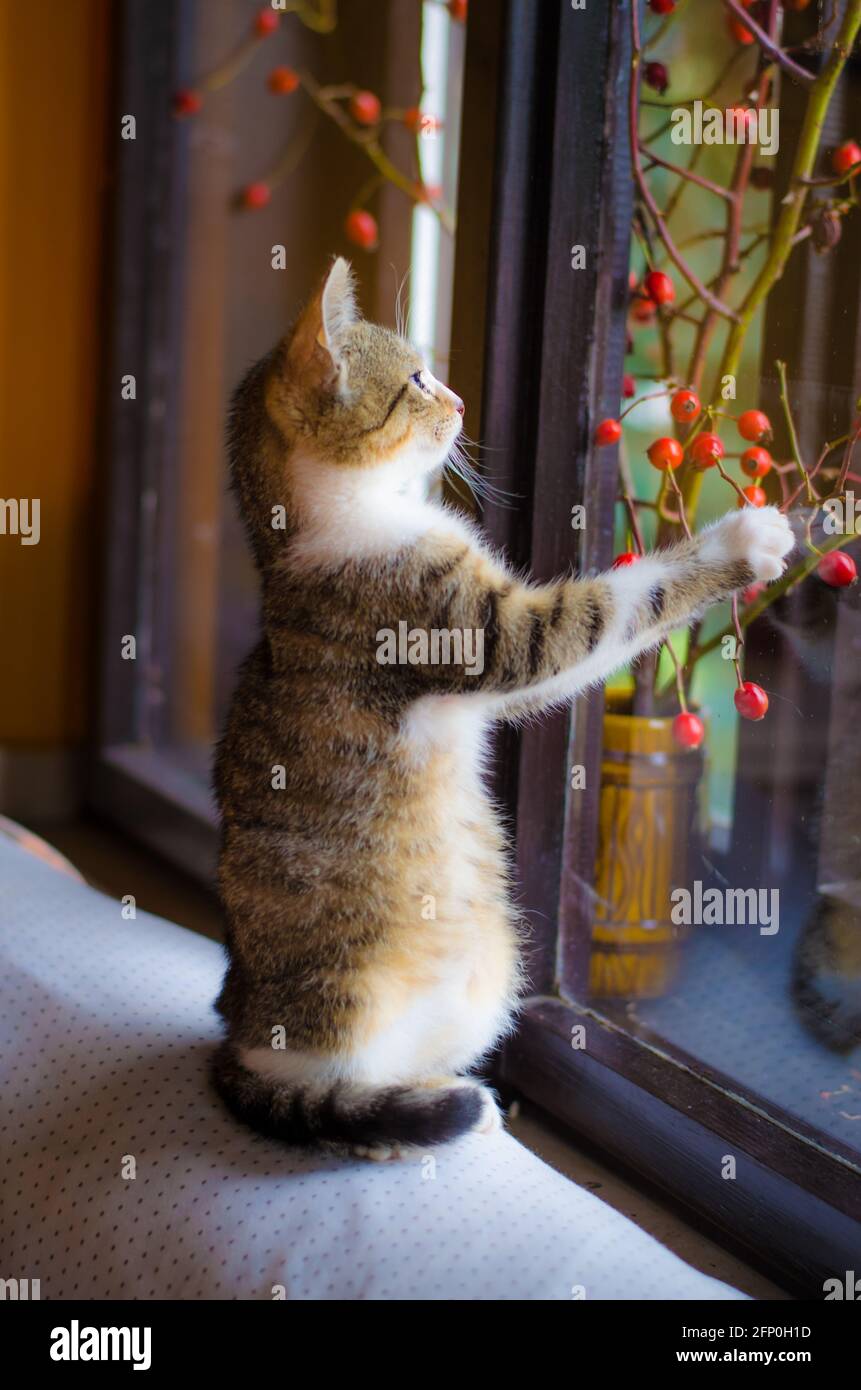 little cat playing behind window Stock Photo - Alamy