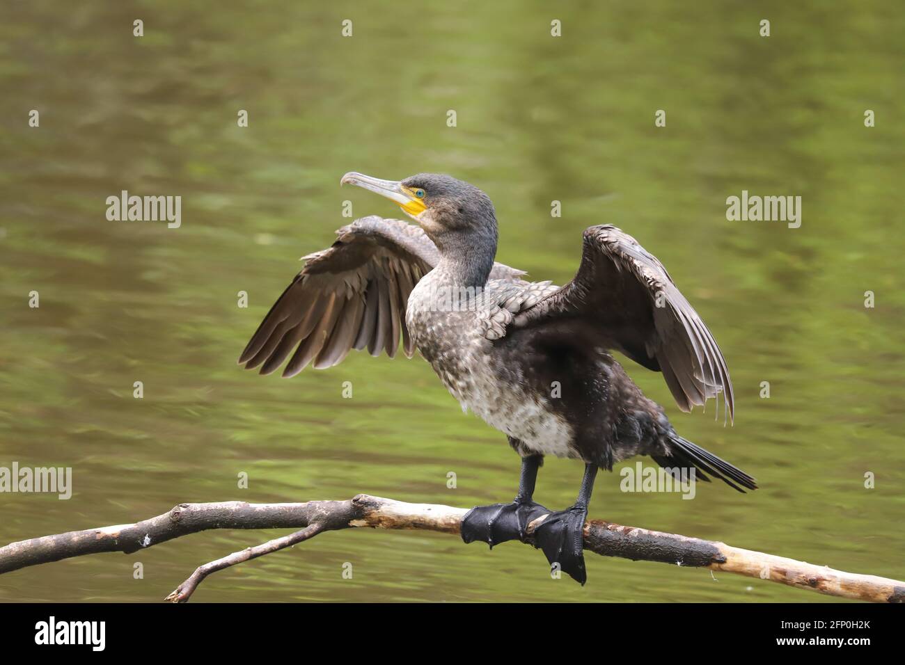 Cormorant with wings spread open hi-res stock photography and images ...