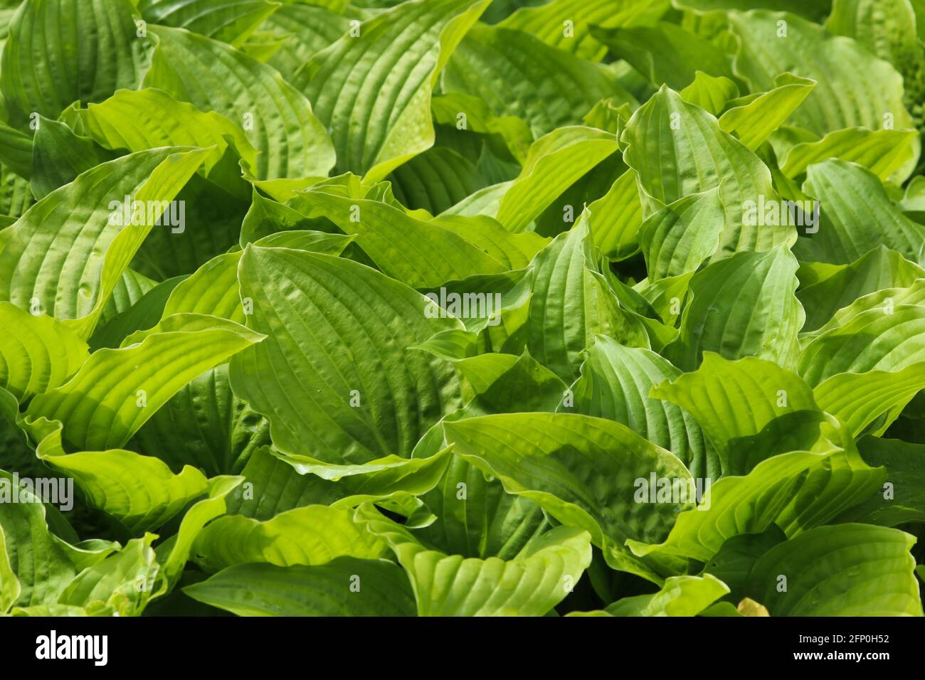 Hybrid hosta hi-res stock photography and images - Alamy