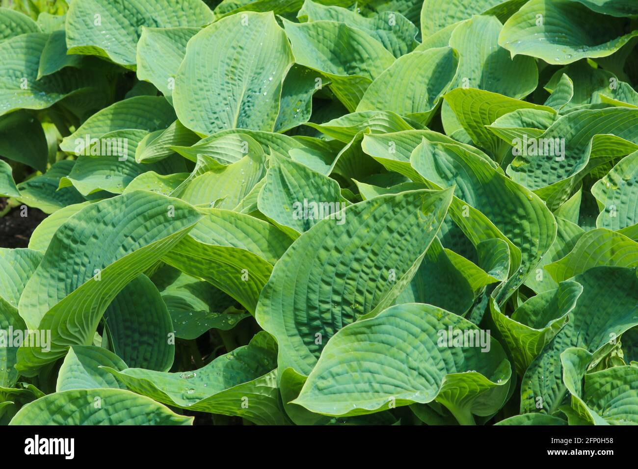 Hybrid hosta hi-res stock photography and images - Alamy